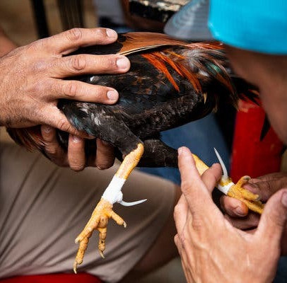 The Role of the Gaffer in Cockfighting - Cockfighting Bets