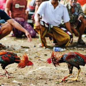 Gamefowl Breeding 101: How to Succeed in Breeding Fighting Chickens ...