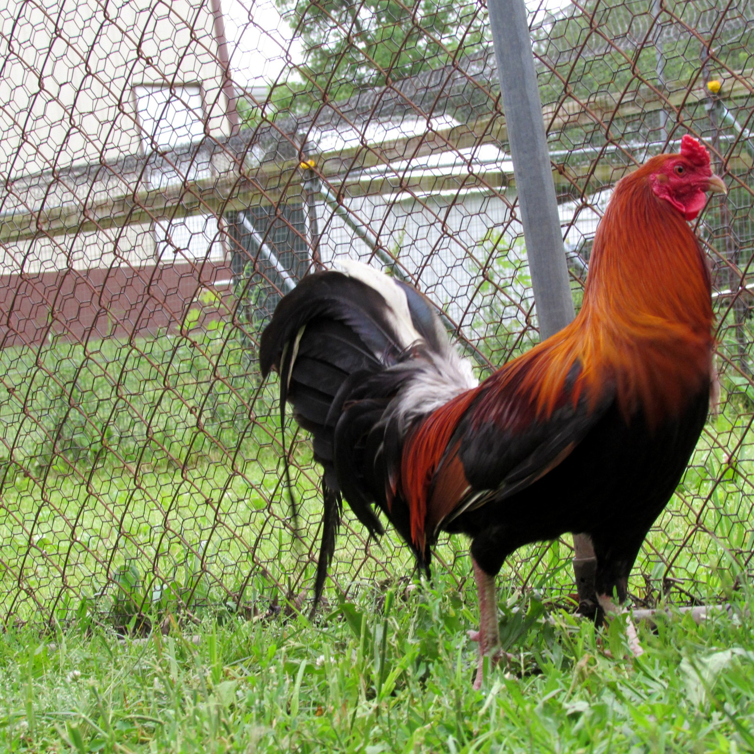 5 Best Gamefowl Breeds for Beginner Breeders - Cockfighting Bets