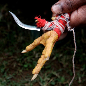 What to Feed a Fighting Rooster - Cockfighting Bets